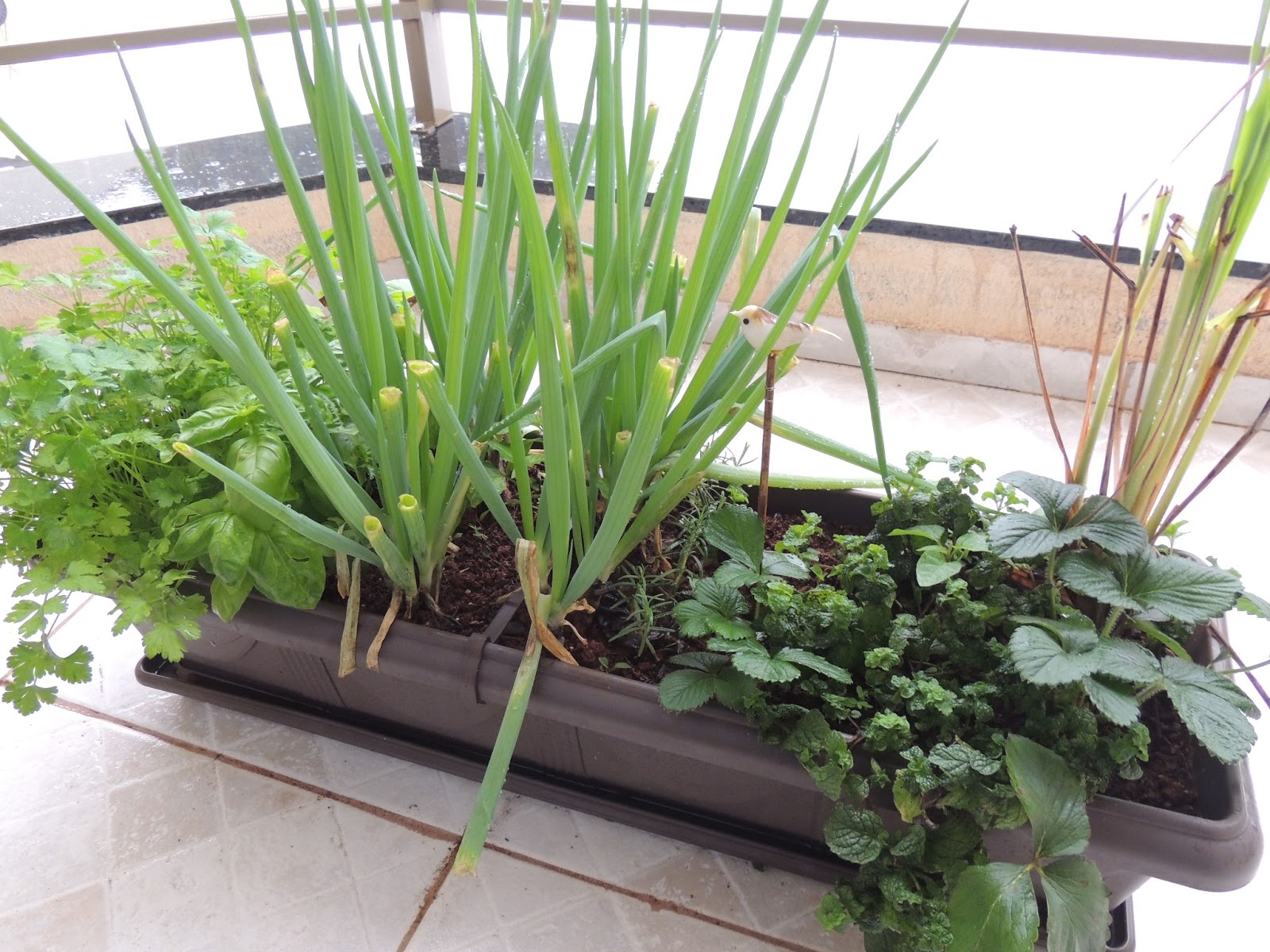 HORTA EM CASA | TEMPEROS FRESCOS - Priscila Schulz | RECEITA ESPERTA ...